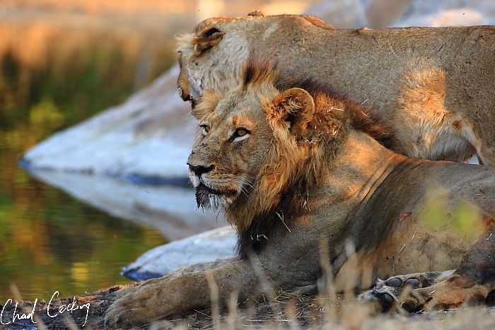 .: 16th August – Leopard Central!