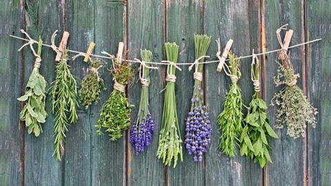 Plantas medicinales: Todo sobre el Ajenjo