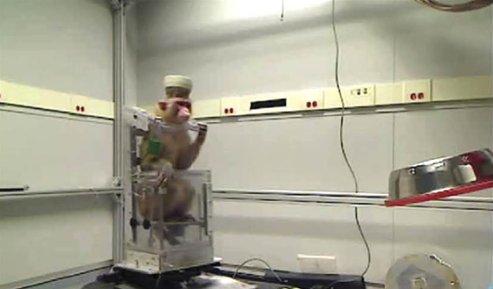 The Monkey Buddha: Monkey Mind-Controlled Wheelchair