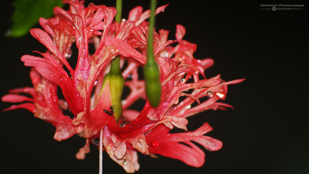 Koleksi Gambar Bunga Raya