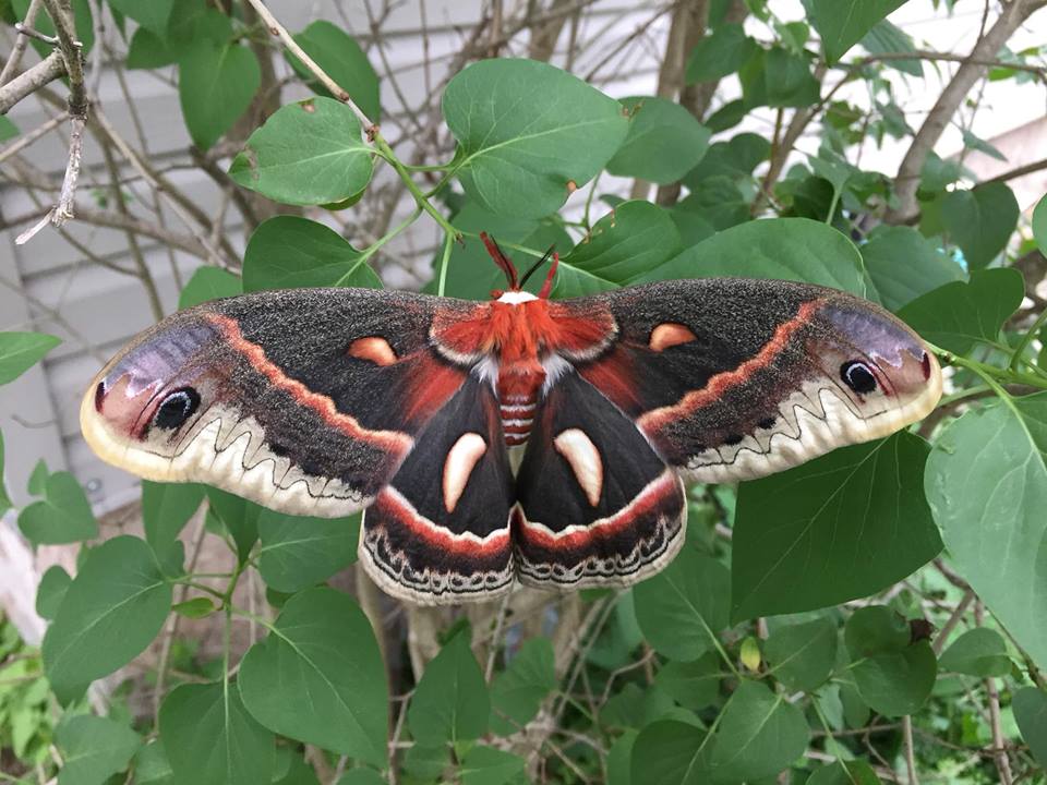 Angie in T.O.: CECROPIA CATERPILLAR AKA HEIMLICH