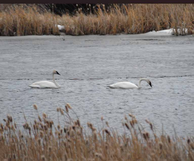 Shirl Ireland's Art Blog: A grizzly affair