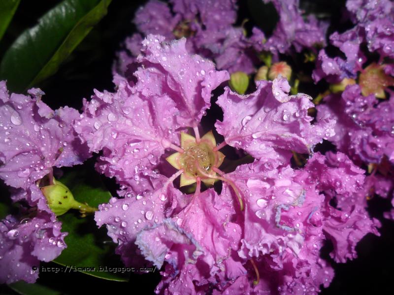 Jarul ful (জারুল ফুল) - Lagerstroemia speciosa
