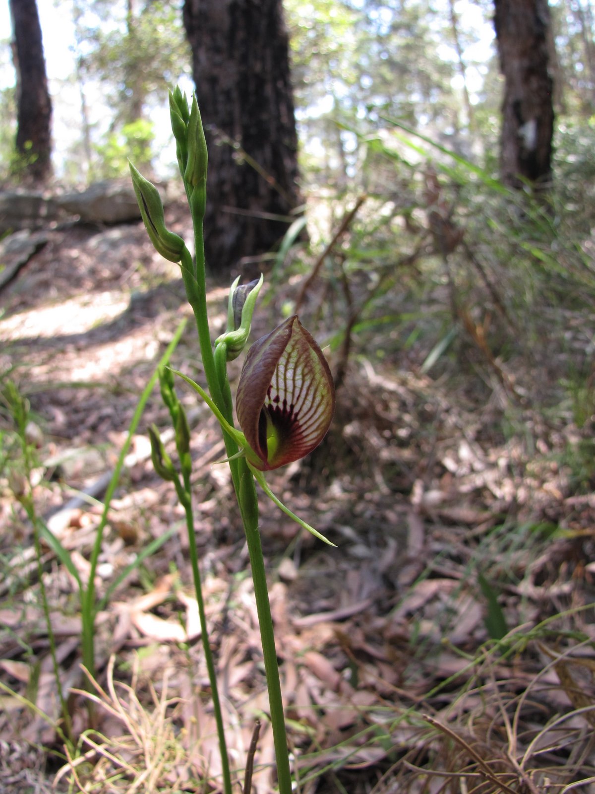 Sydney's Wildflowers and Native Plants: Cryptostylis erecta - Hooded ...