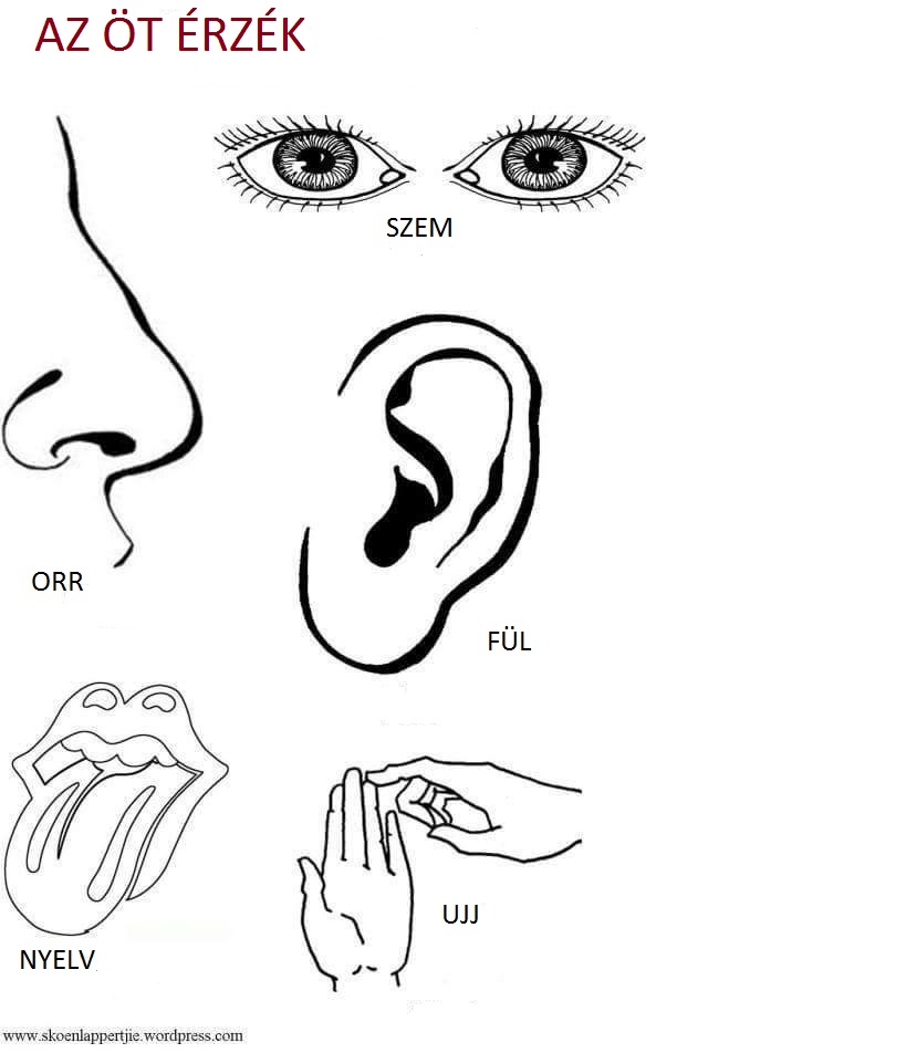 Játszik a család! : Testrészek