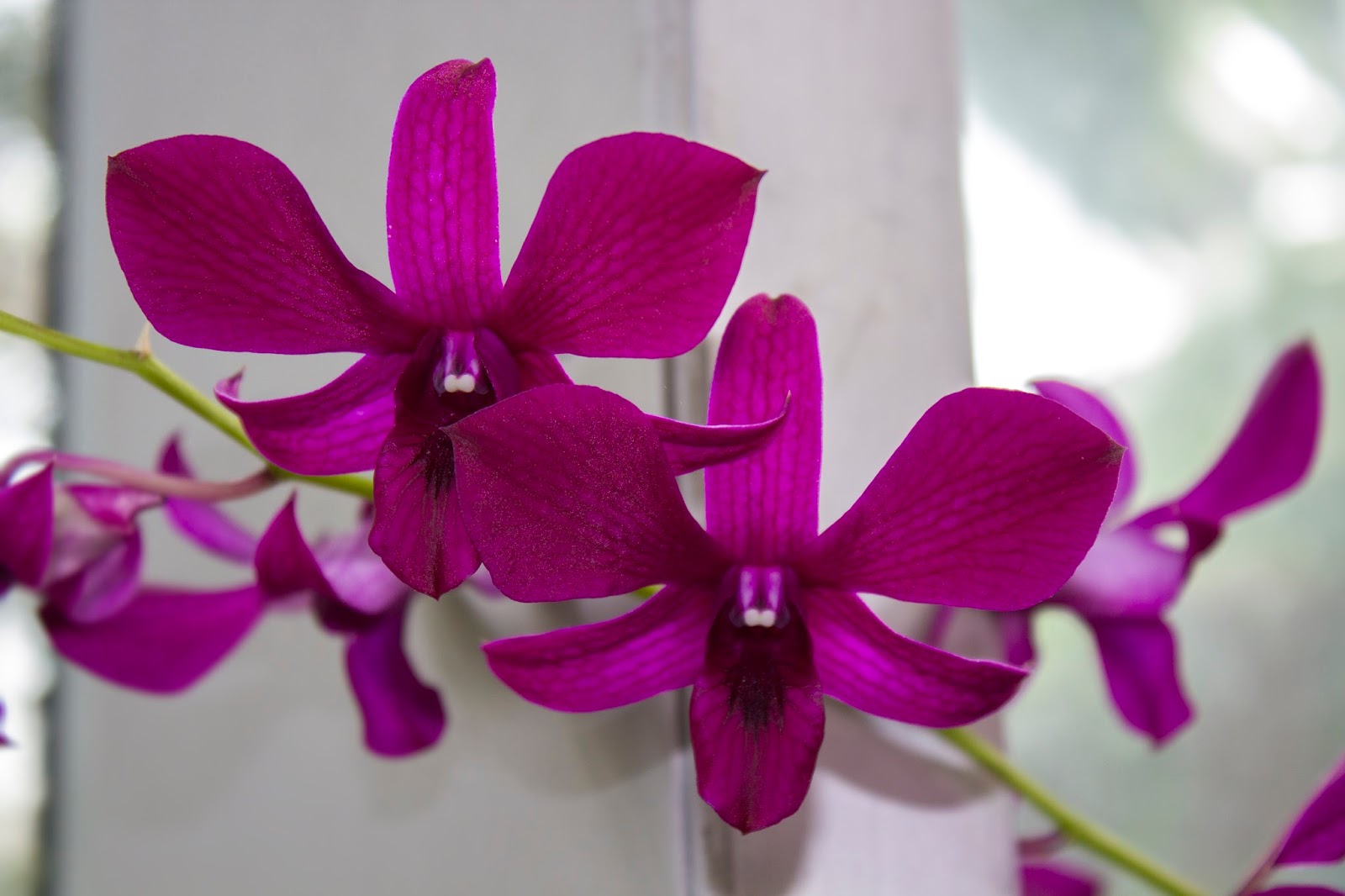 Maria's Orchids: A display of dendrobiums