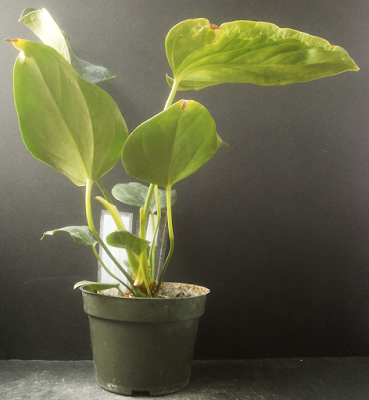 Plants are the Strangest People: 4/24/16 - 5/1/16