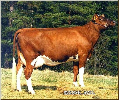 Pashudhan and Animal Science : Livestock Species of Sweden