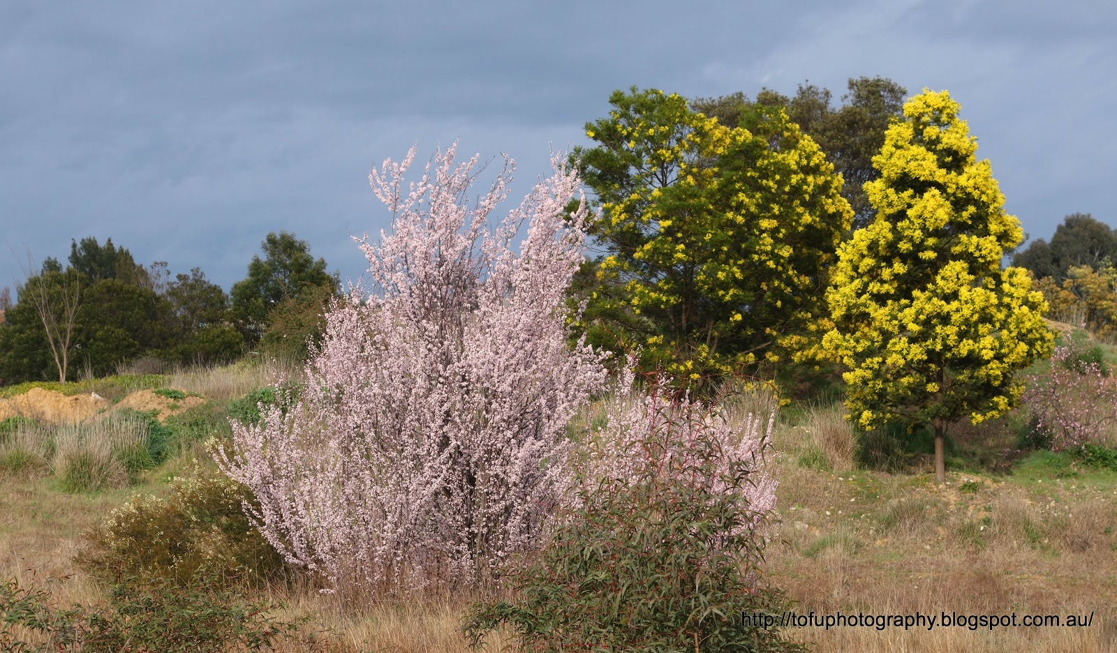 Tofu Photography: Small bushes covered in blossoms in Bruce, Canberra