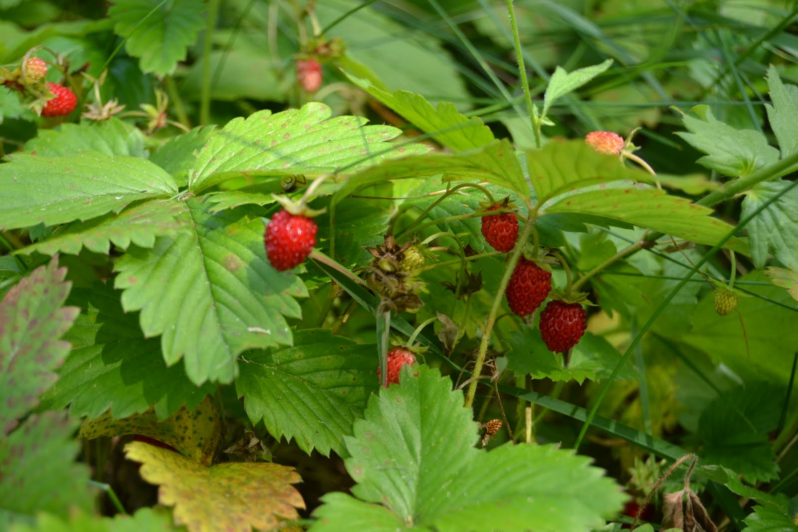 Kringlor och krusiduller: Våffelfika och smultron på strå
