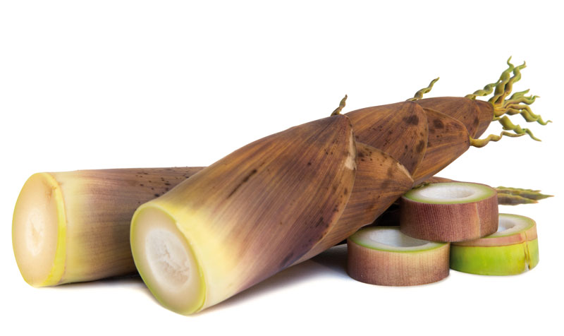 Planta que dá certo: Benefícios adquiridos através do Bambu.