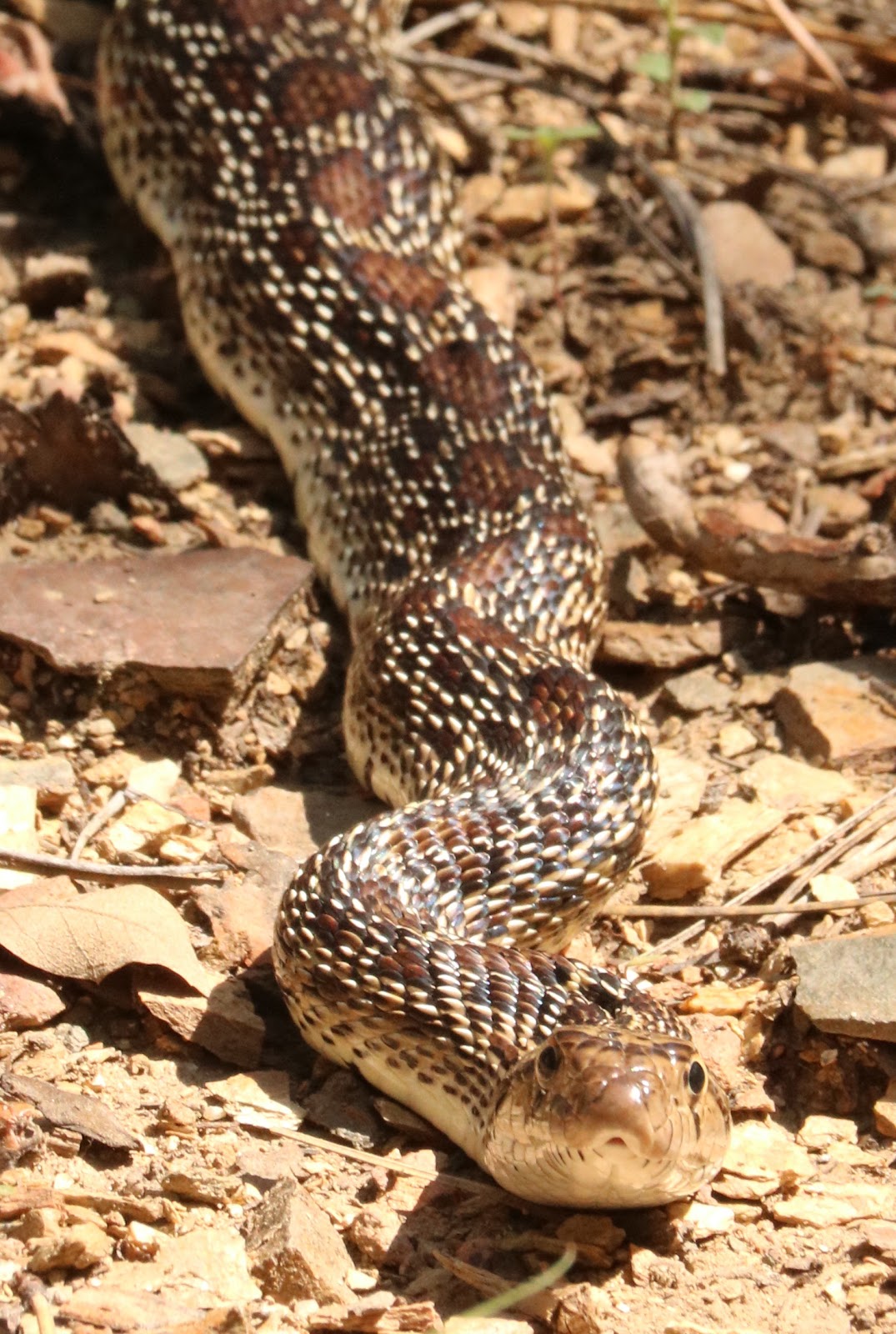 The Spooky Snakes of Arizona