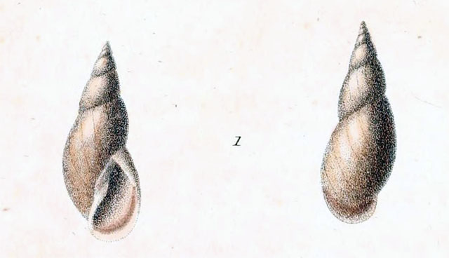 Freshwater Gastropods of North America: The Type Locality of Lymnaea elodes
