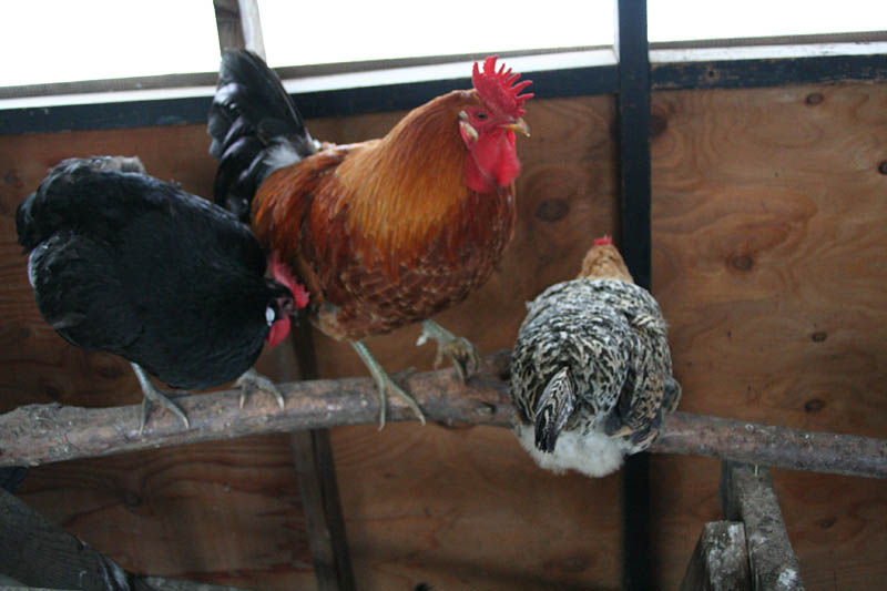 Chicks and Weeds: Big Boy - a Sicilian Buttercup - sweetness of my flock