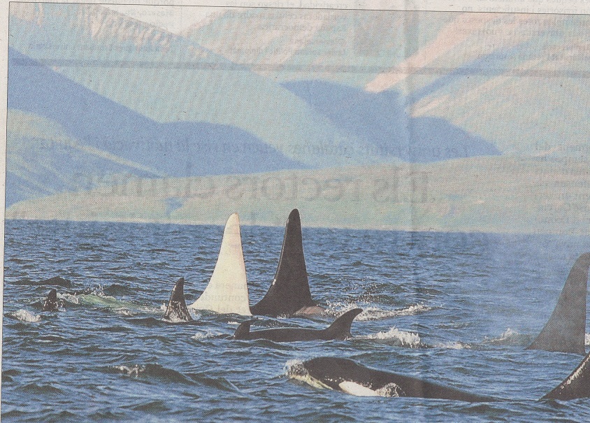 Alas de Ángel: 'Iceberg', la orca albina