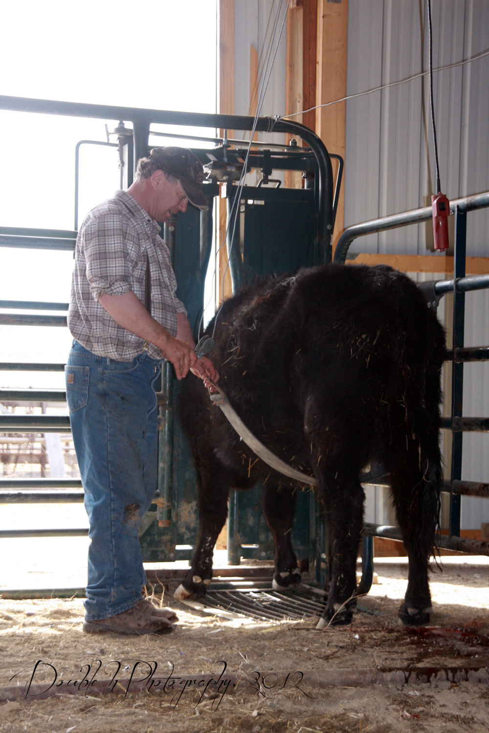 Double H Photography: Pulling a Calf