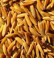 JUAL GABAH - Jual Hasil Pertanian Di Lombok Nusa Tenggara Barat