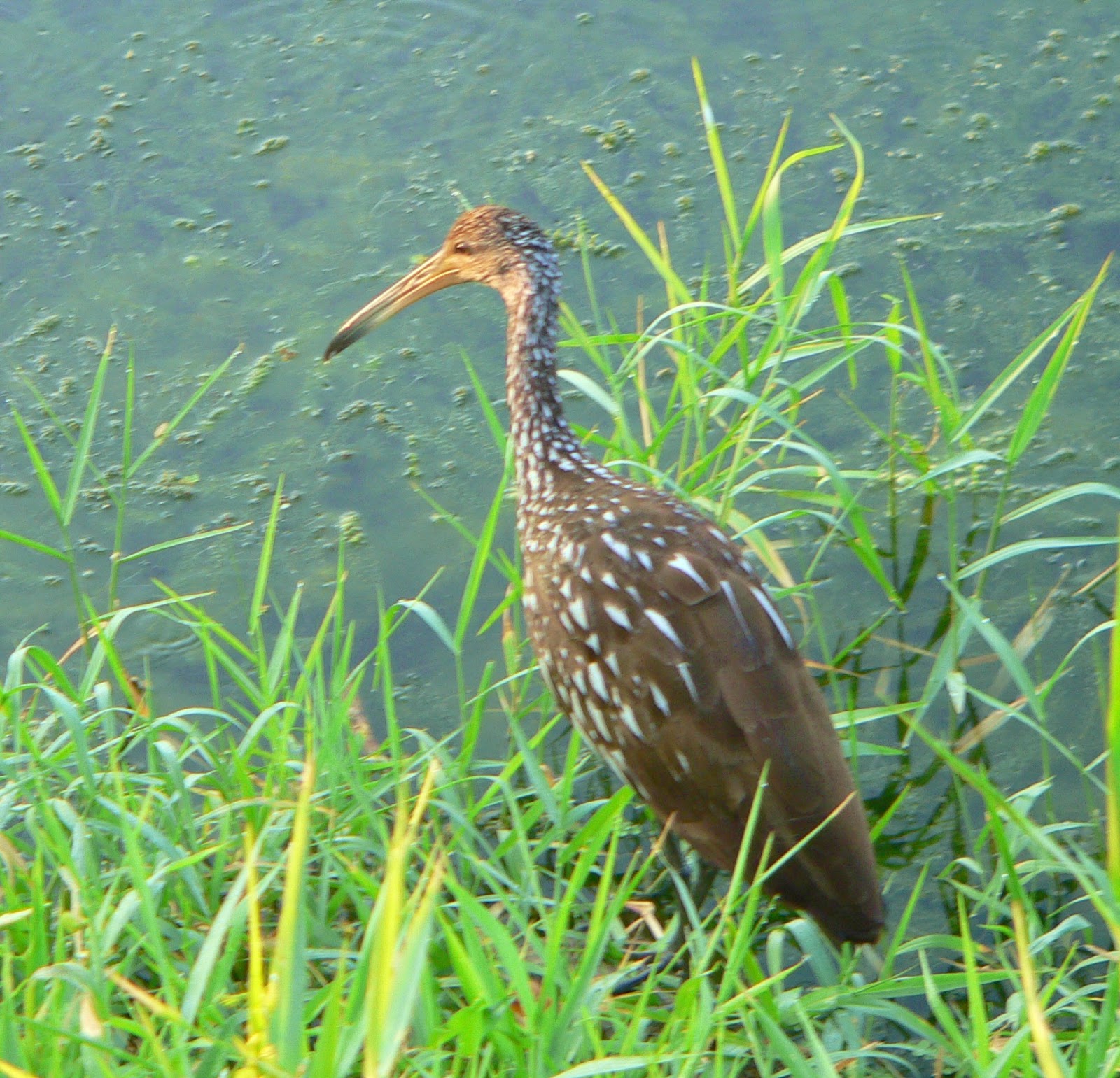 Limpkin Birds Facts And Pictures | All Wildlife Photographs