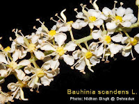 Medicinal Plants: Bauhinia scandens