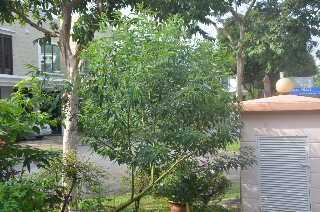 My little vegetable garden: Pigeon Peas - Kacang Dhal an adventure