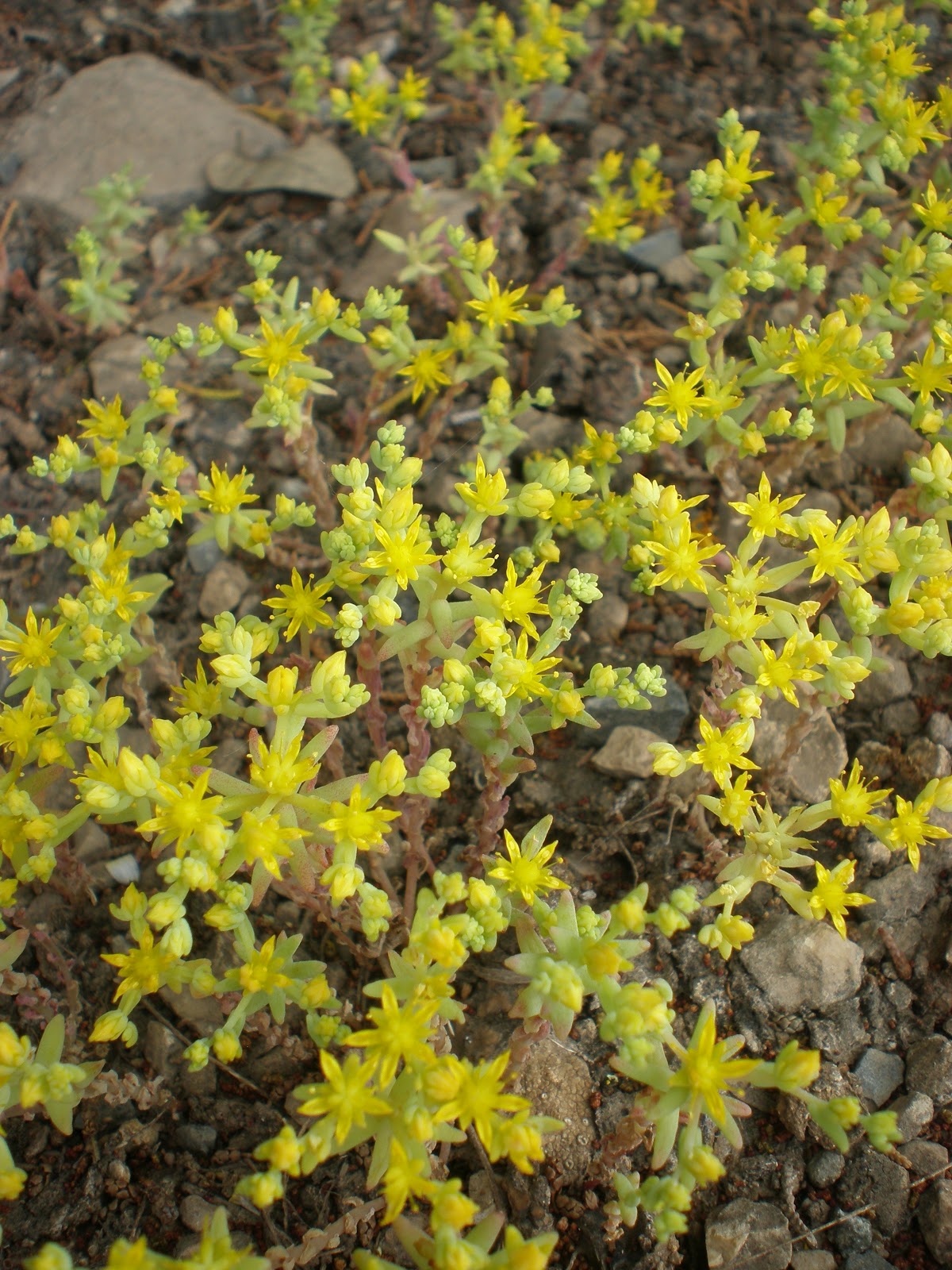 Natives from the Edwards Plateau: 2012-04-22
