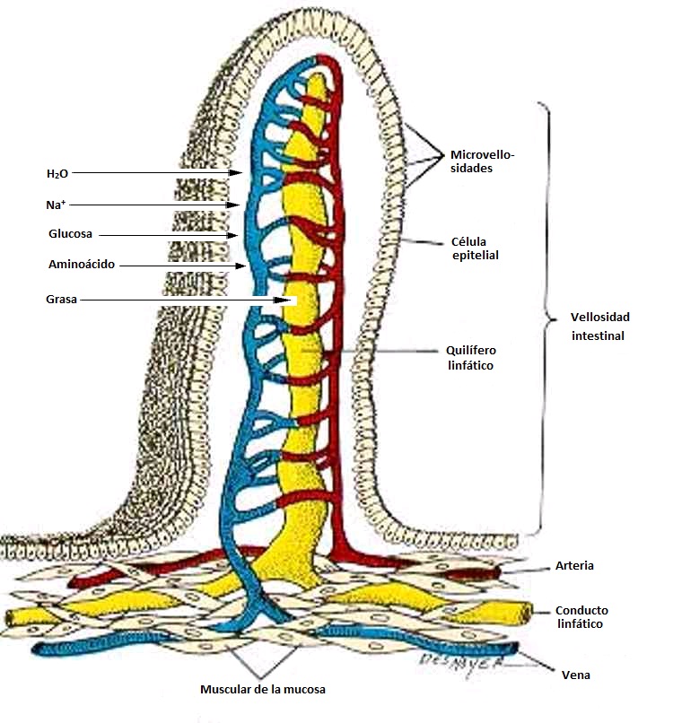 Biología Humana: SISTEMA DIGESTIVO: Absorción