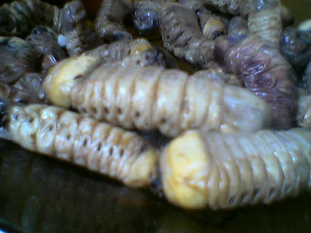 Mindoro 21st Century Association: uok