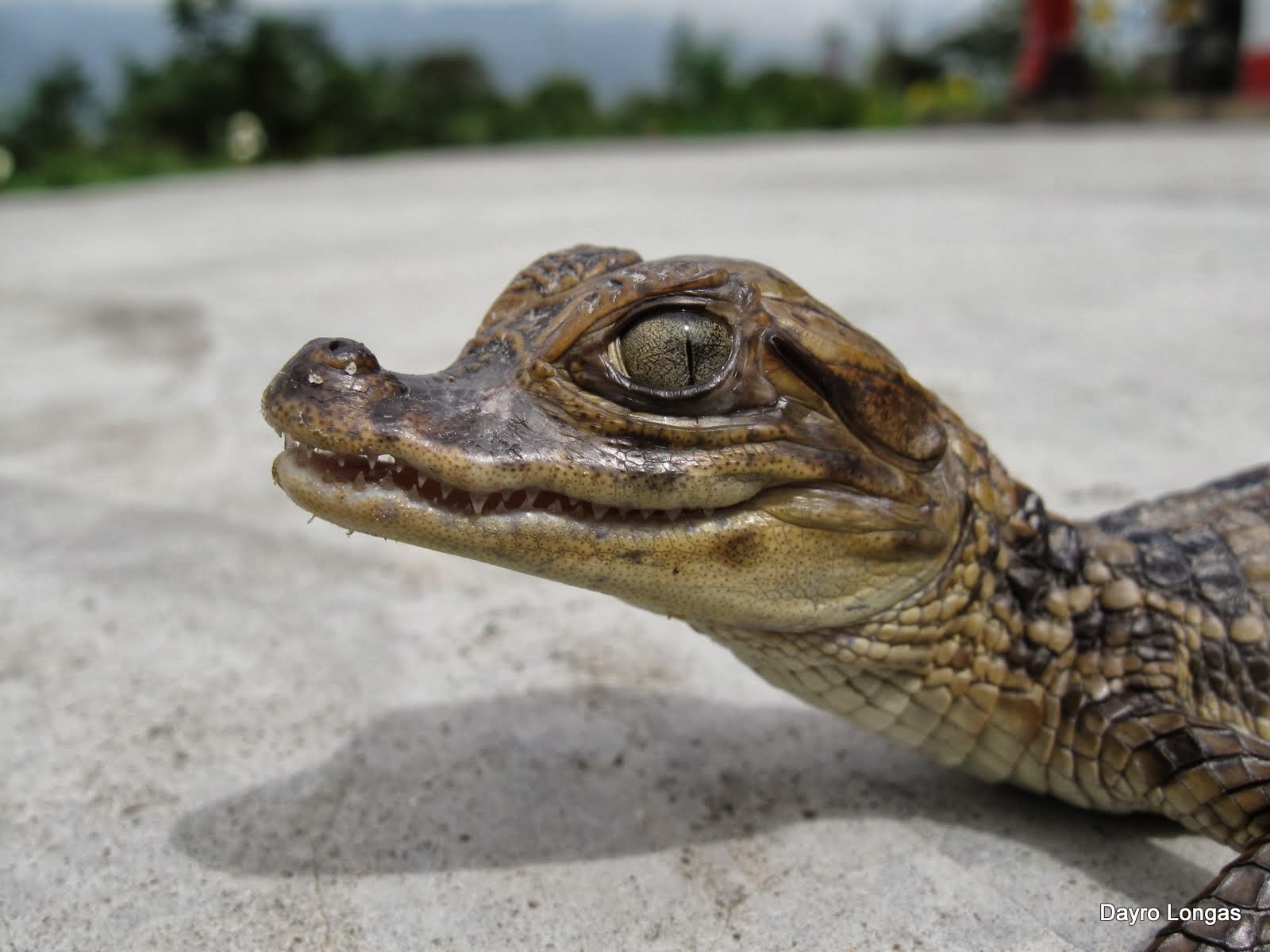 Conociendo más la historia de Colombia: Campaña Conociendo A Mi Pais ...