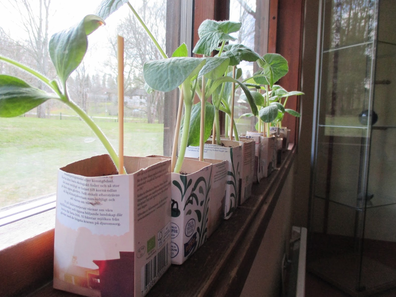 Nygårds förskola: Det växer i vår plantering