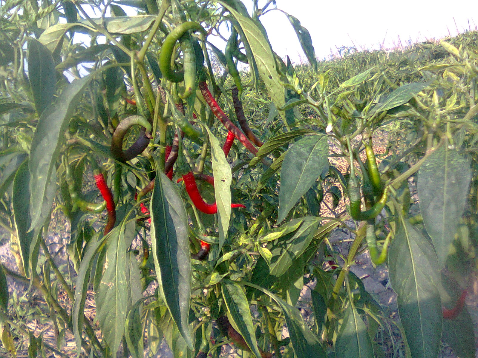Foto CABE MERAH yang Subur - Guru Ilmuan