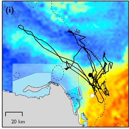 Sciency Thoughts: Satellite tracking Manta Rays off the coast of Mexico.