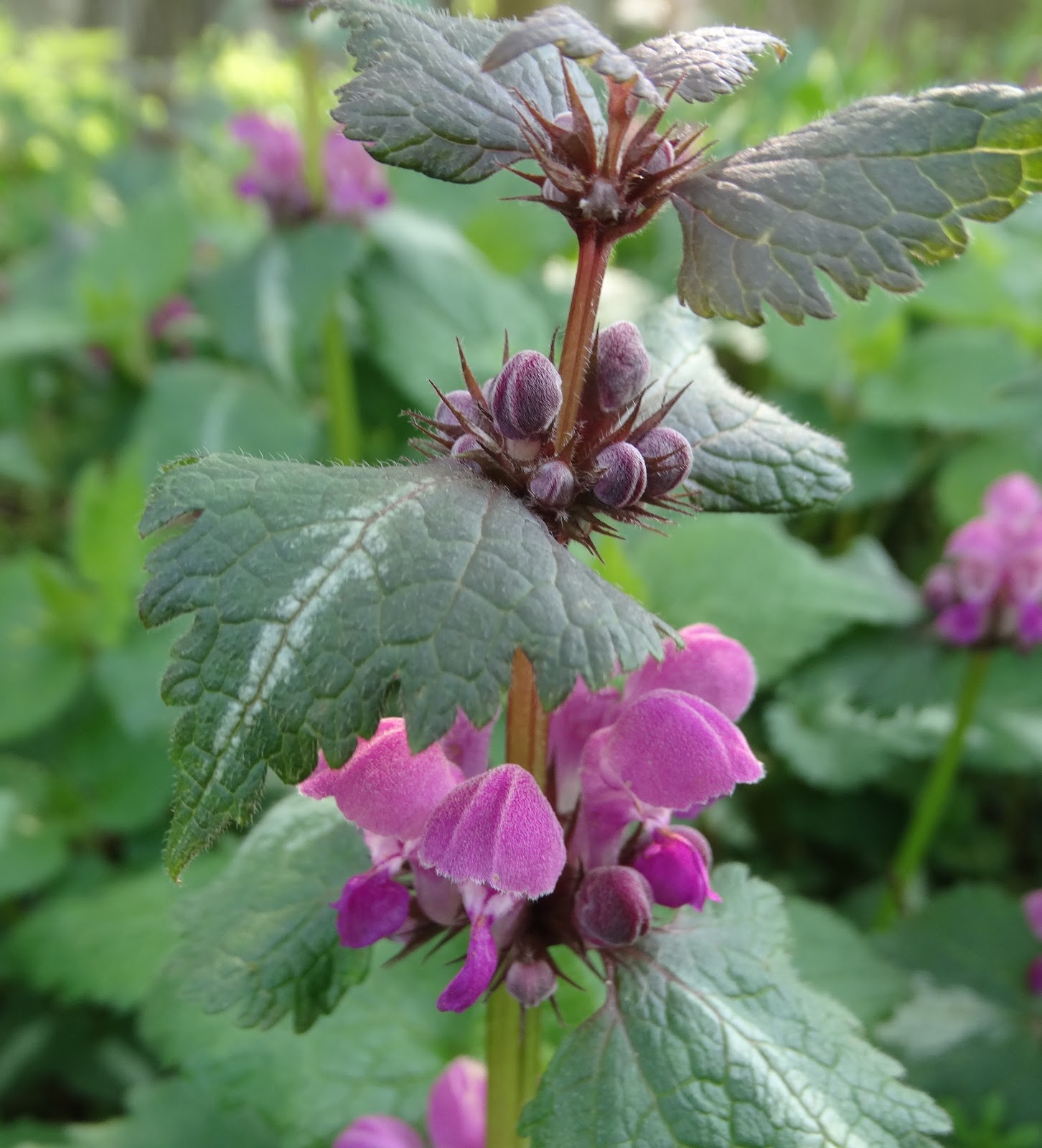 oog voor de natuur: Stinkende ballote (Ballota nigra subsp. foetida ...