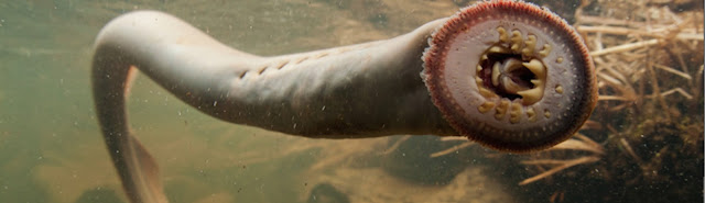 The Biafran: Blood-Sucking fish are raining from the Alaskan Sky