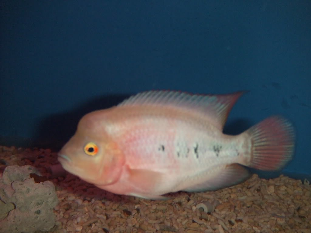 Flowerhorn The Hybrid Cichlids: Mounting Kamfa