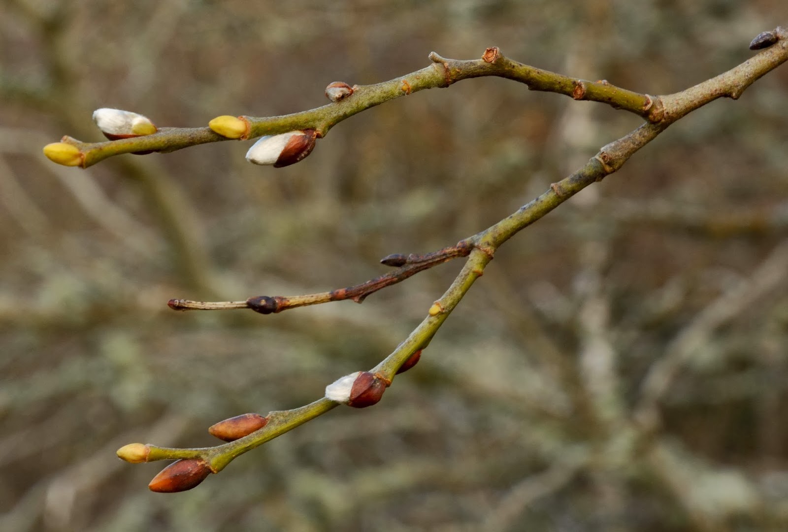 Firwood Cottage, Nethybridge: February 2014