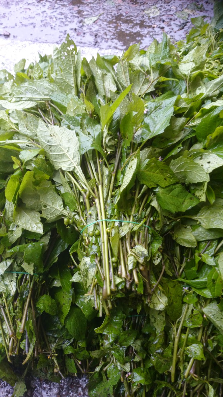 SAYUR TUTAN HITAM - Rangkuman Cara Bertanam Lengkap