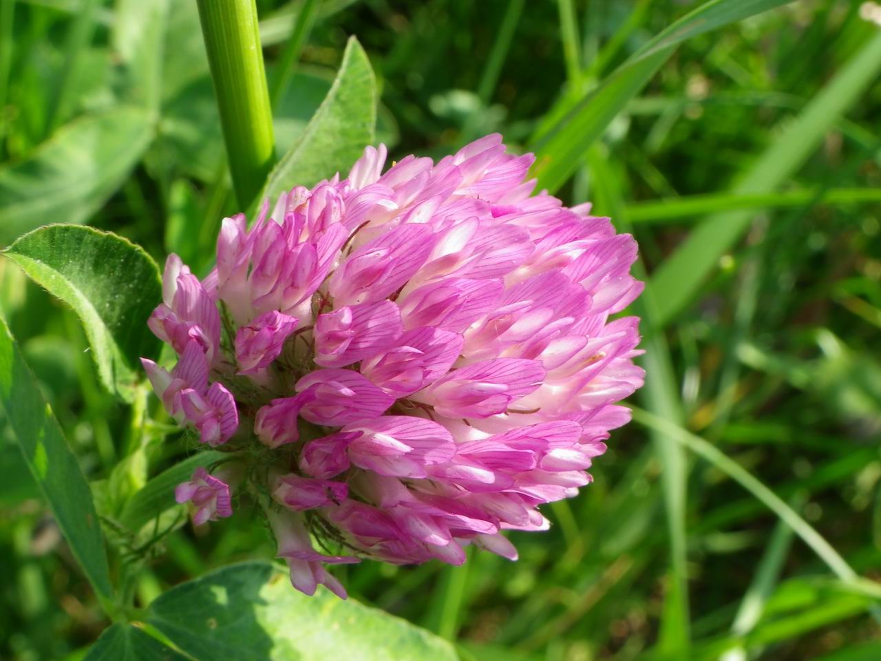 Les fleurs de trèfle rose