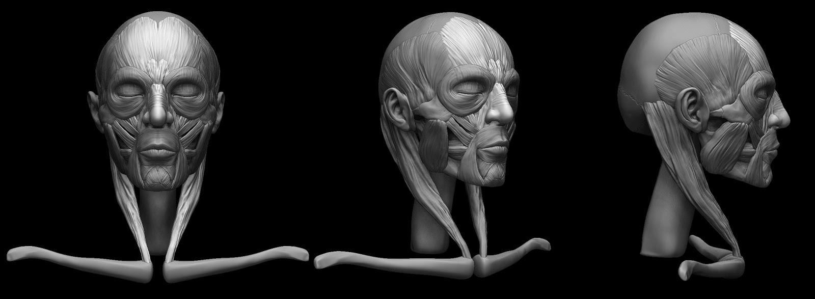 Natsugi Headquarters: Head Ecorche Model WIP