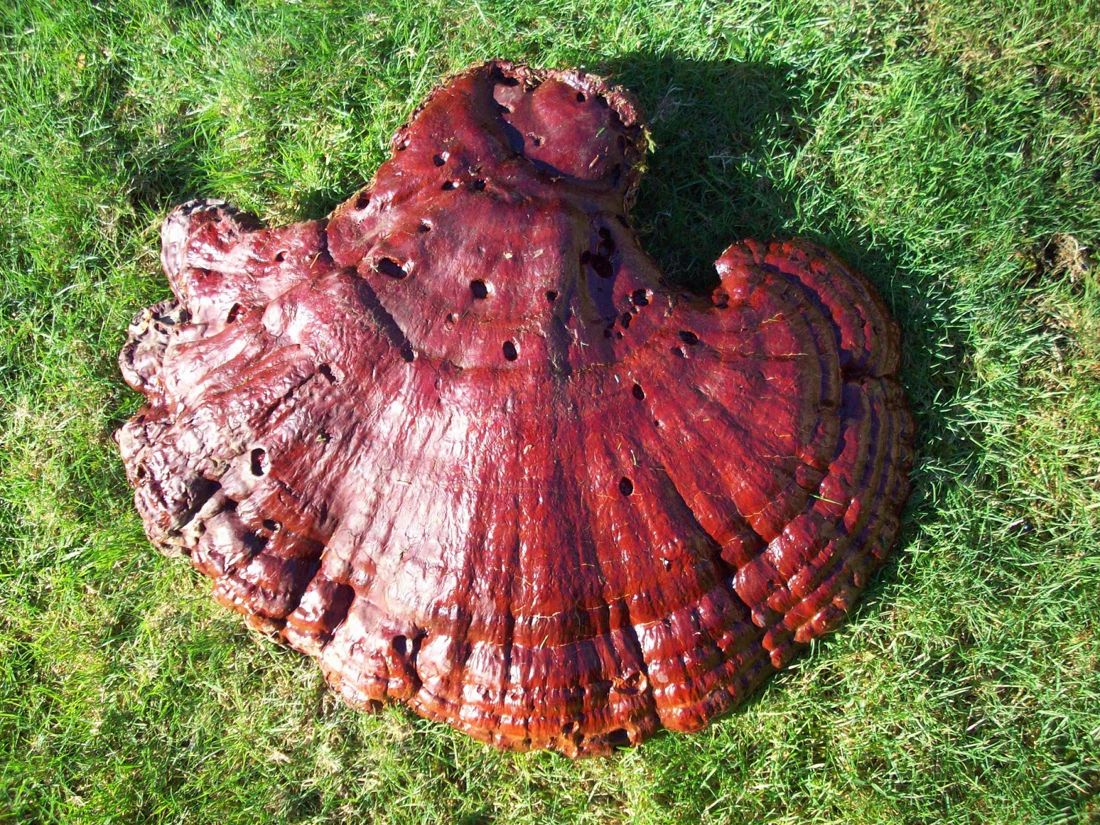 An Impartation of Color: Mushroom - Ganoderma tsugae
