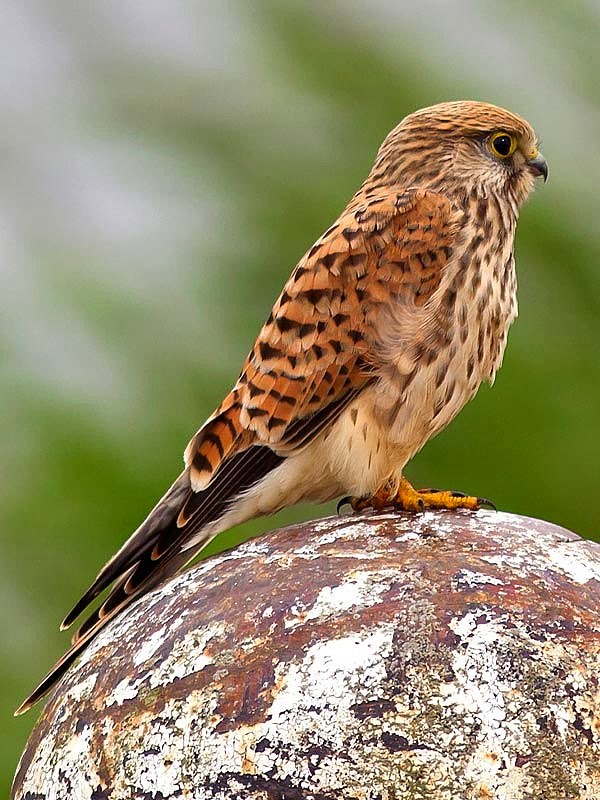 Bird Guide: Birds and things of November