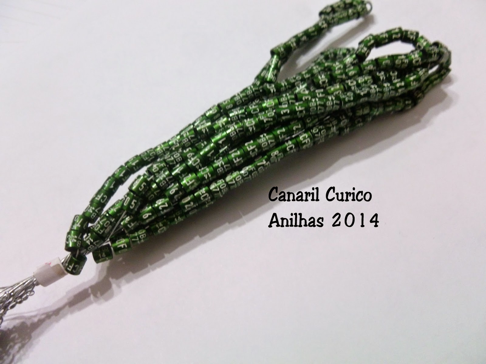Canaril Curico - Canário de Cor: Anilhas Oficiais FOB 2014