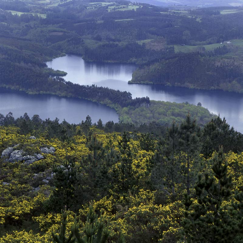 No viviendo en un mundo vivo: Fragas do Eume