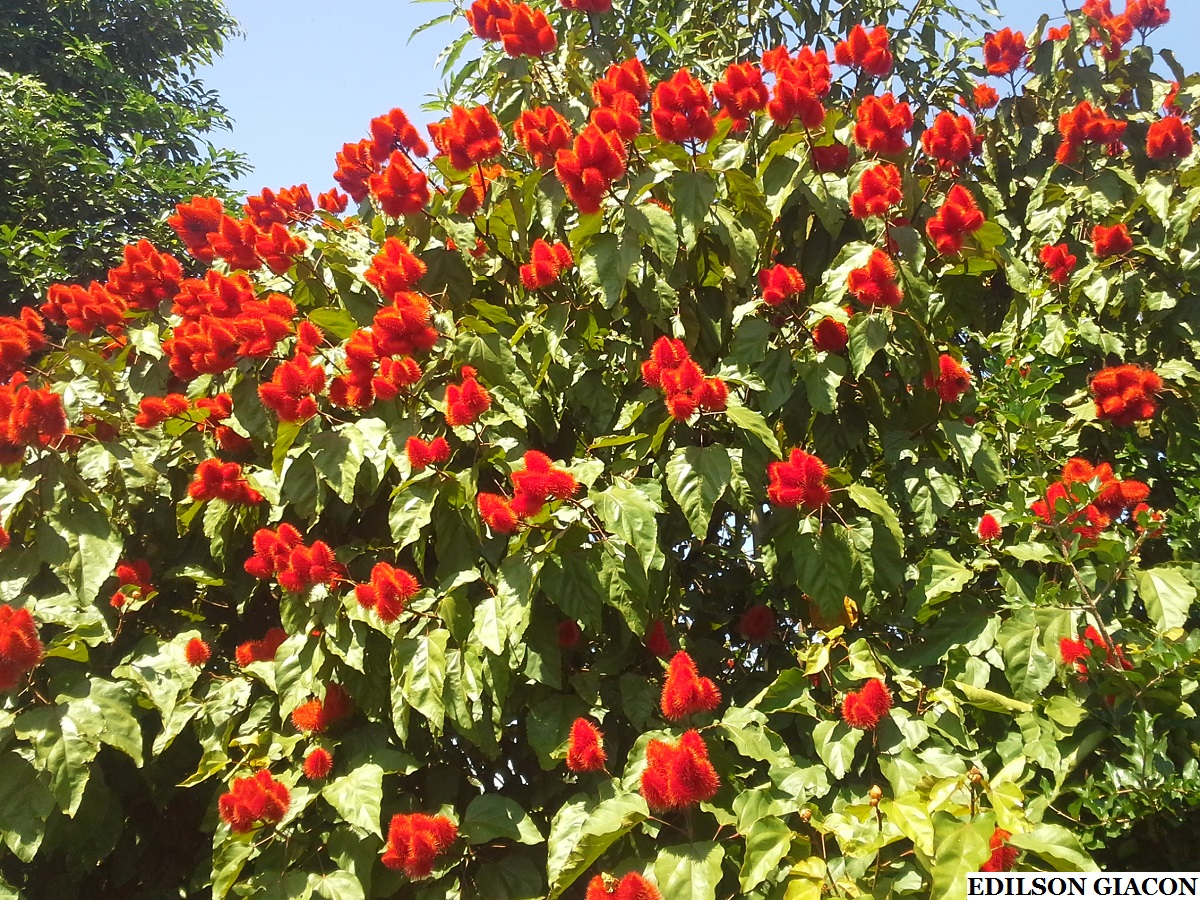 Viveiro Ciprest - Plantas Nativas e Exóticas: Urucum Peruano ou Colorau ...
