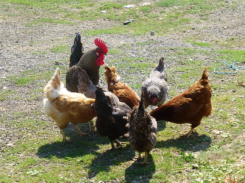 Rural Revolution: Ripe and riper