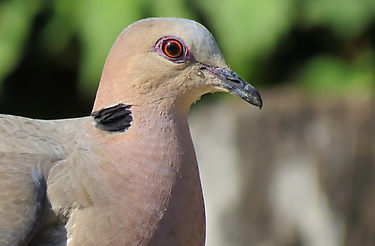 Speel-speel : Duiwe: verse en vrolikhede