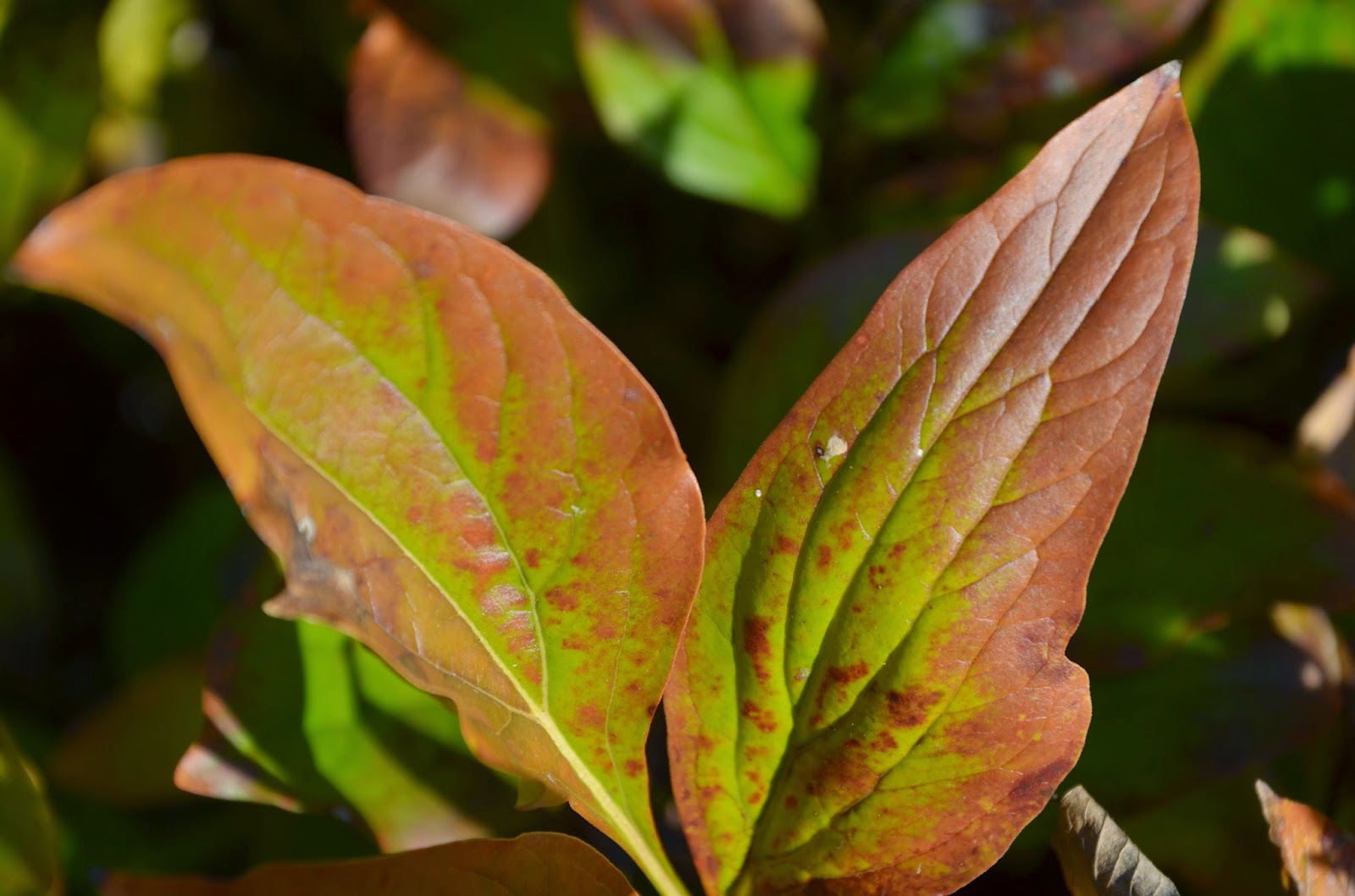 Southern Peony: 2014 Enjoy Fall Peony Foliage Colors