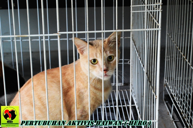 Kucing Dari Pusat Kurungan Haiwan DBKL Bakal Mendapat Kehidupan Yang Baru