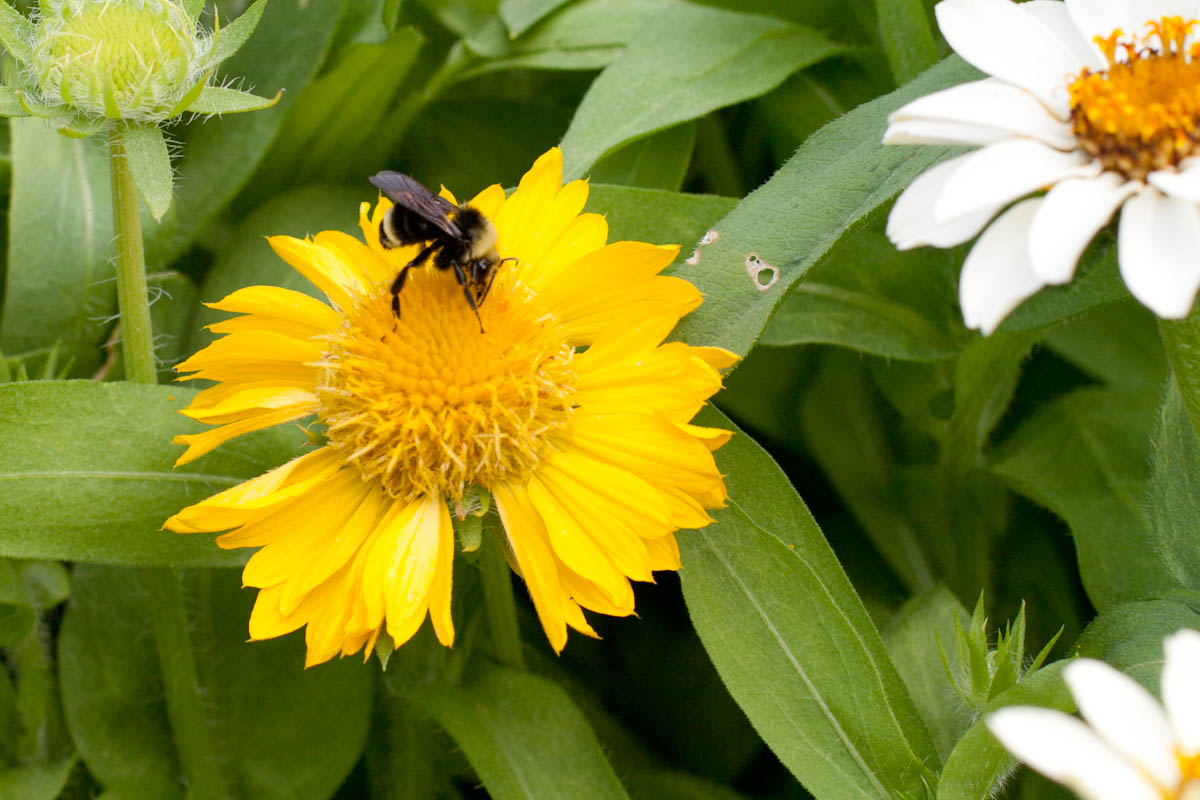 "We do it the Hard Way": Point Defiance Flowers