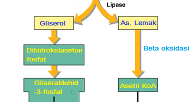Proses Metabolisme Lemak dan Fungsi Lemak - Materi Pendidikan Dasar ...