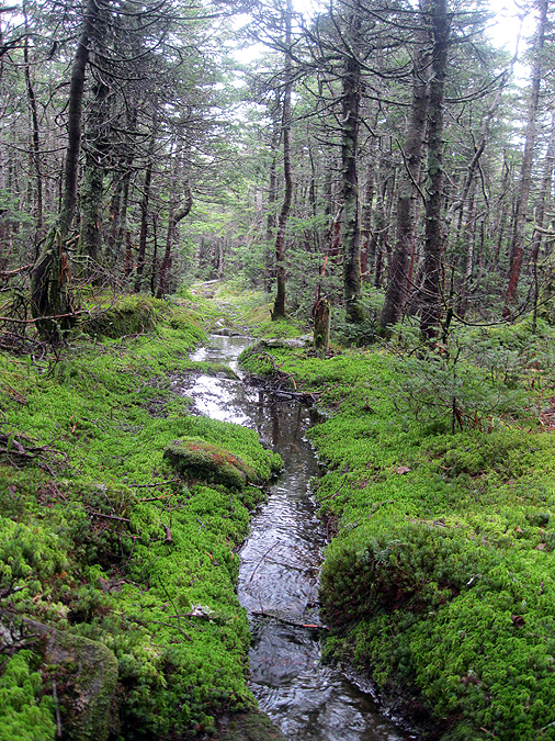 Hiking in the White Mountains: A Meetup on the Moose: Mount Moosilauke